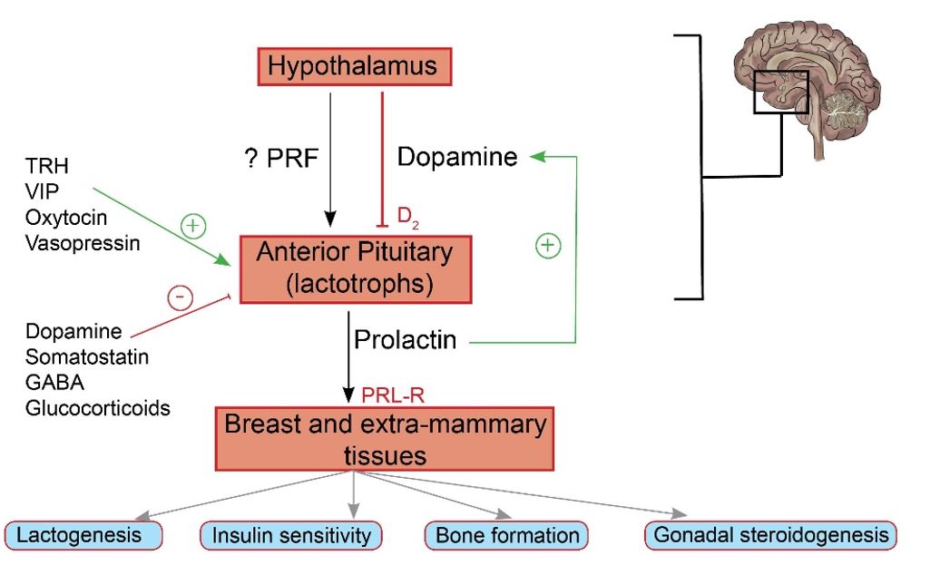 Prolactinoma – My Endo Consult