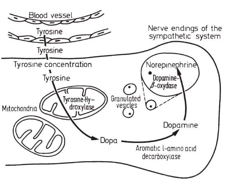 Metanephrines – My Endo Consult