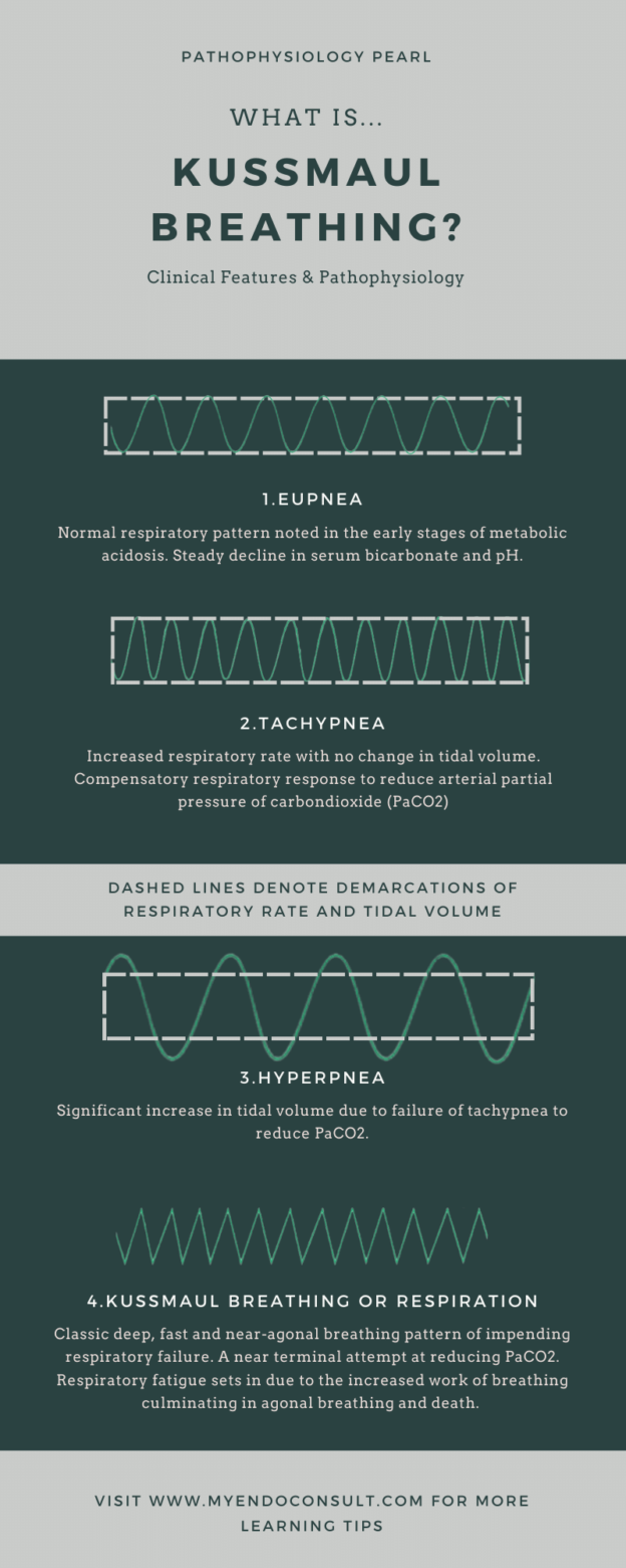 Types Of Breathing Kussmaul at Lucy Doak blog